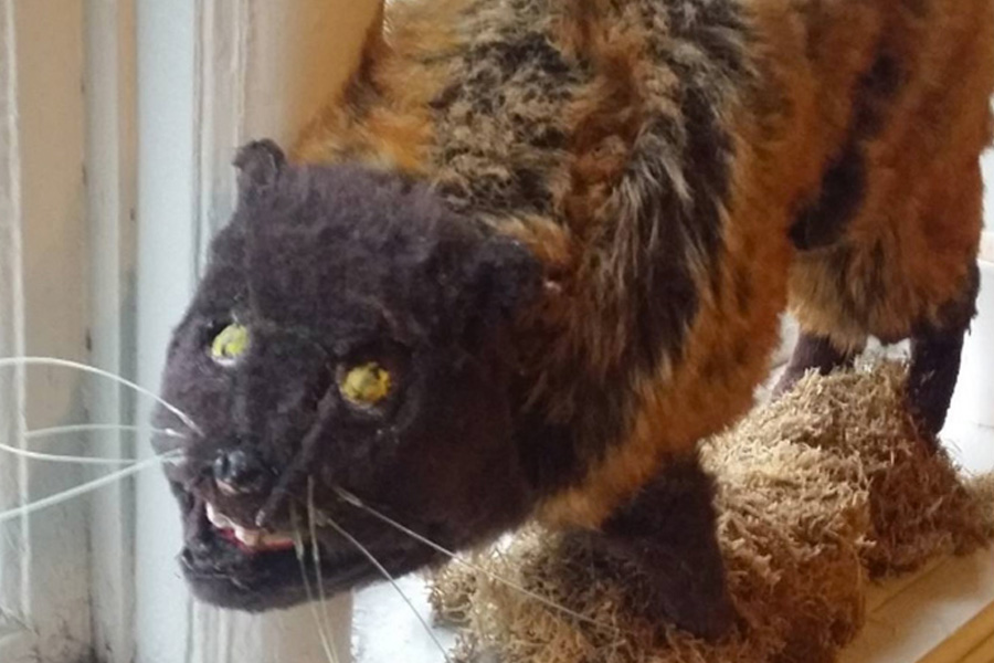 10 Terrible Taxidermy Jobs by People Who Have Probably Never Seen Animals