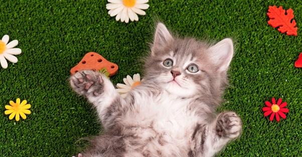 15 Reasons Cats Are the Best